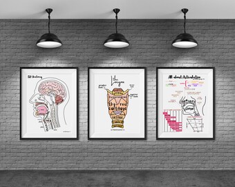 Anatomy & Physiology SLP Labeled Posters Set of 3 Speechie | Etsy