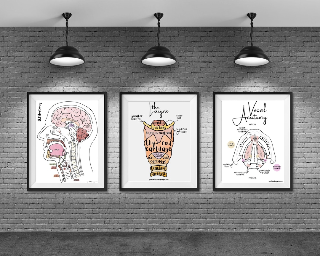 SLP Anatomy Posters - Brain, Larynx, Vocal Anatomy - Set of 3 (digital ...