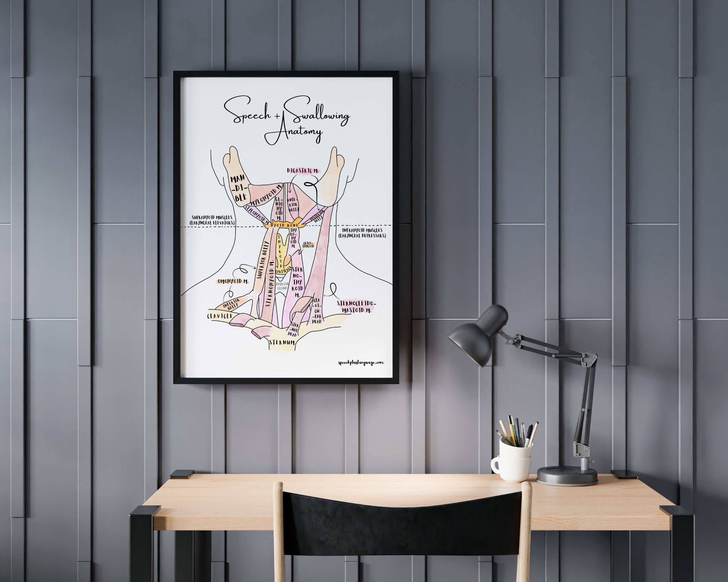 SLP Essential Posters Speech & Swallowing Anatomy Set of 5 Educational ...