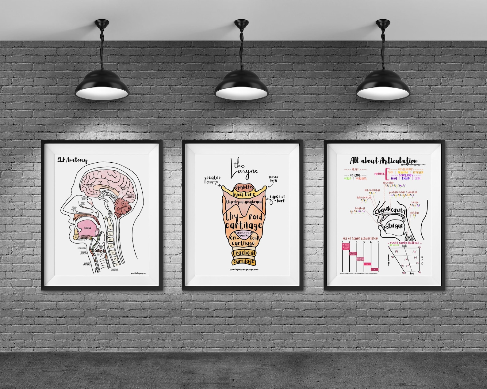 Anatomy + Articulation SLP Labeled Posters - Set of 3 | Speechie ...