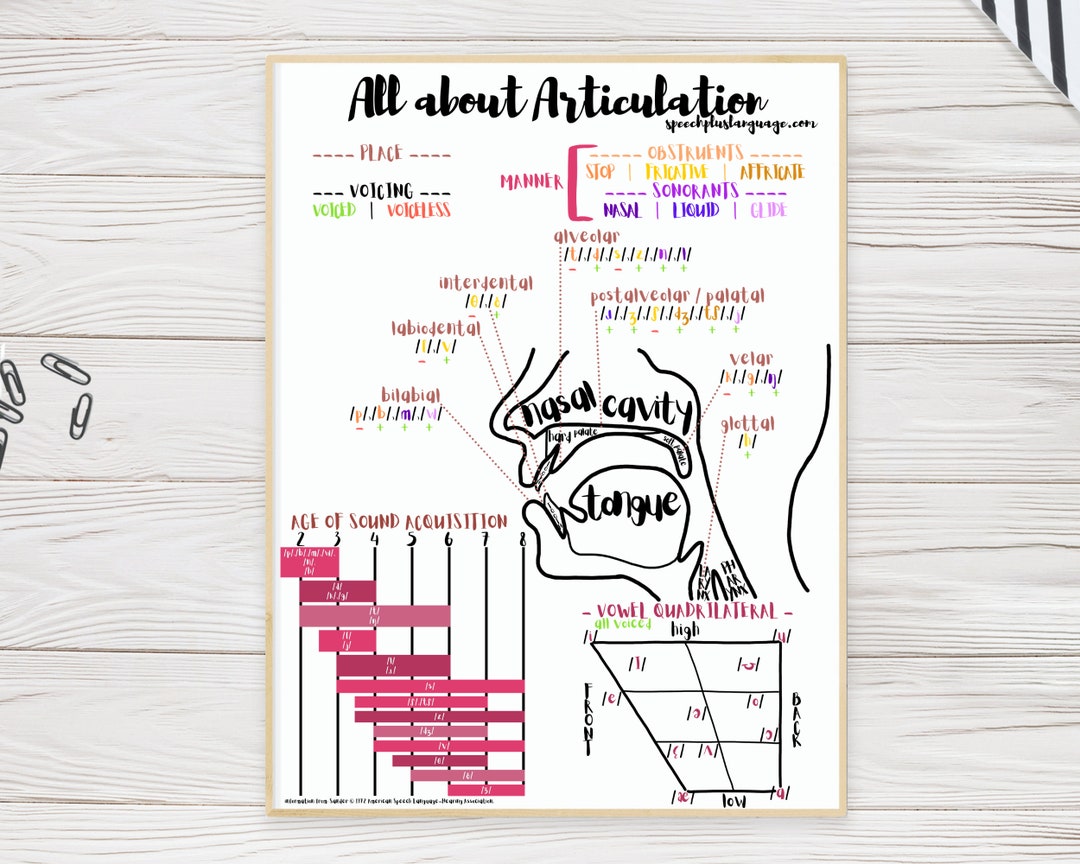 All About Articulation: Anatomy and Place, Manner, Voicing Poster With S Age Norms in Pink | SLP ...