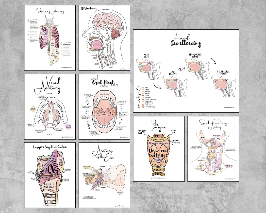 SLP Anatomical Art Prints - Speech Therapy & Vocal Anatomy - Brain ...