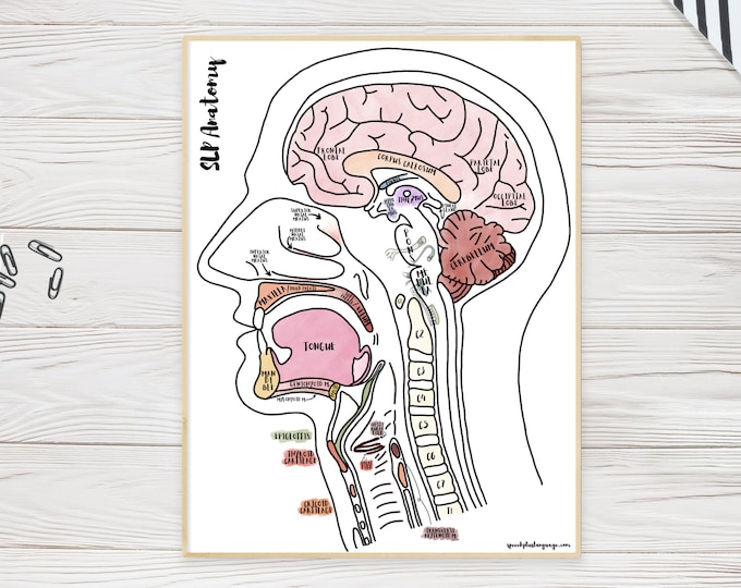 Anatomy & Physiology: Speech and Swallowing Muscles Labeled - Etsy