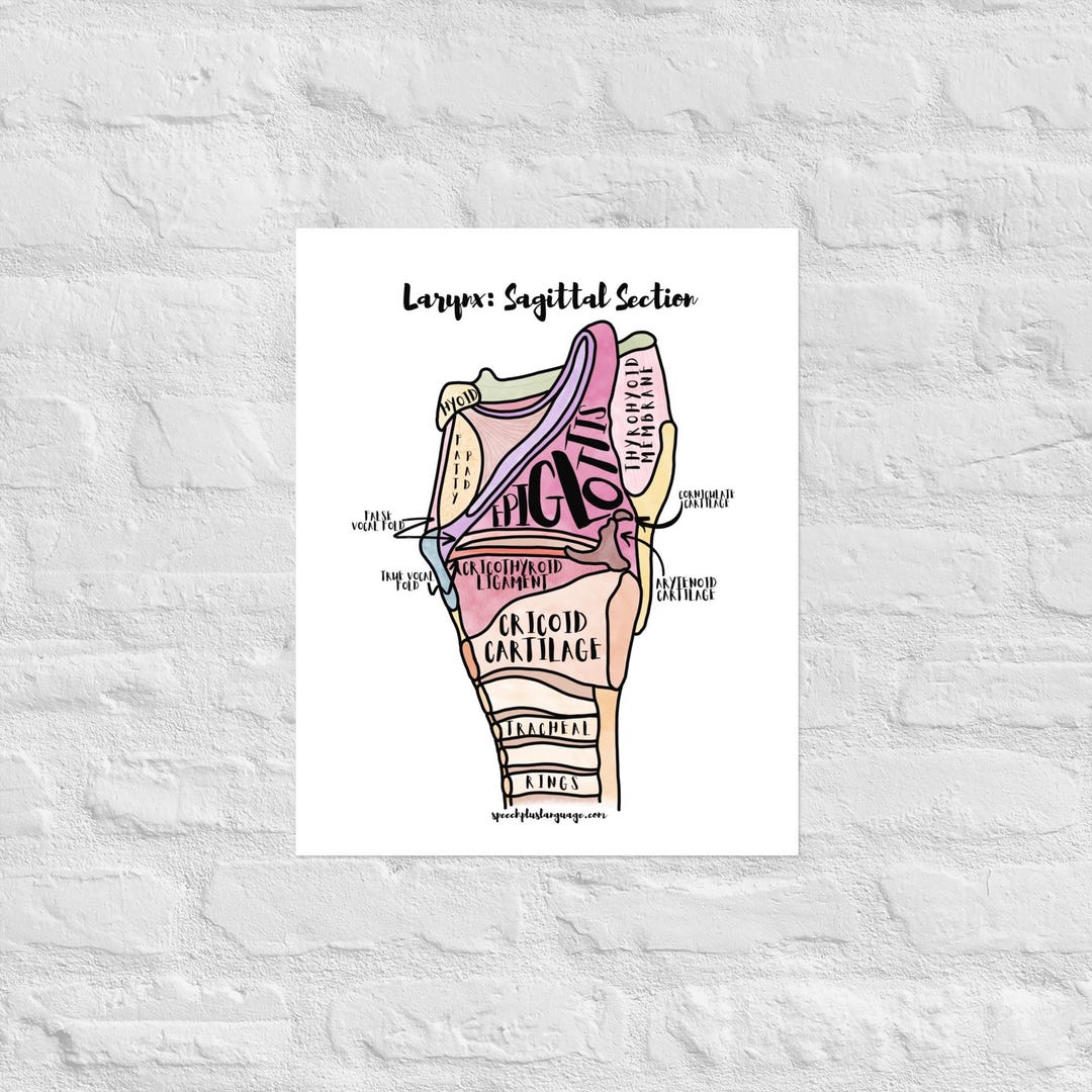 Larynx Anatomy Poster: Sagittal Section Diagram for SLP (physical Print ...