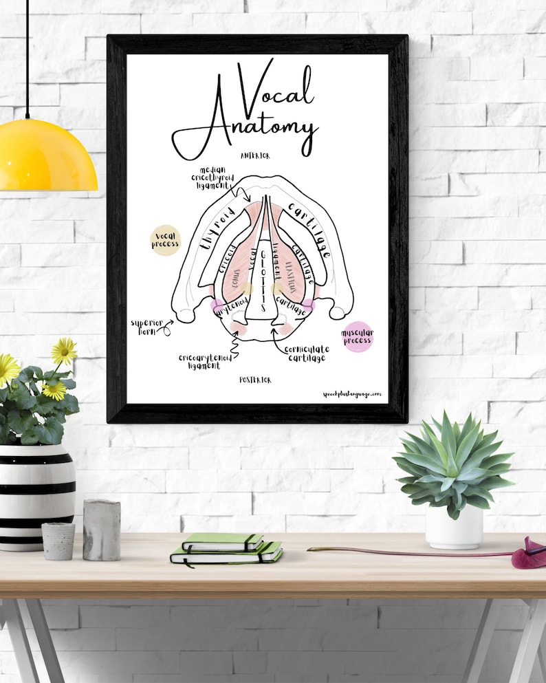 Anatomy & Physiology SLP Labeled Posters Set of 3 Speechie - Etsy