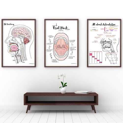 Anatomy & Physiology SLP Labeled Posters Set of 3 Speechie - Etsy