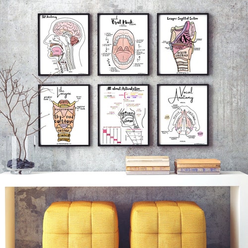 Anatomy Oral Mech & Articulation SLP Labeled Posters Set - Etsy