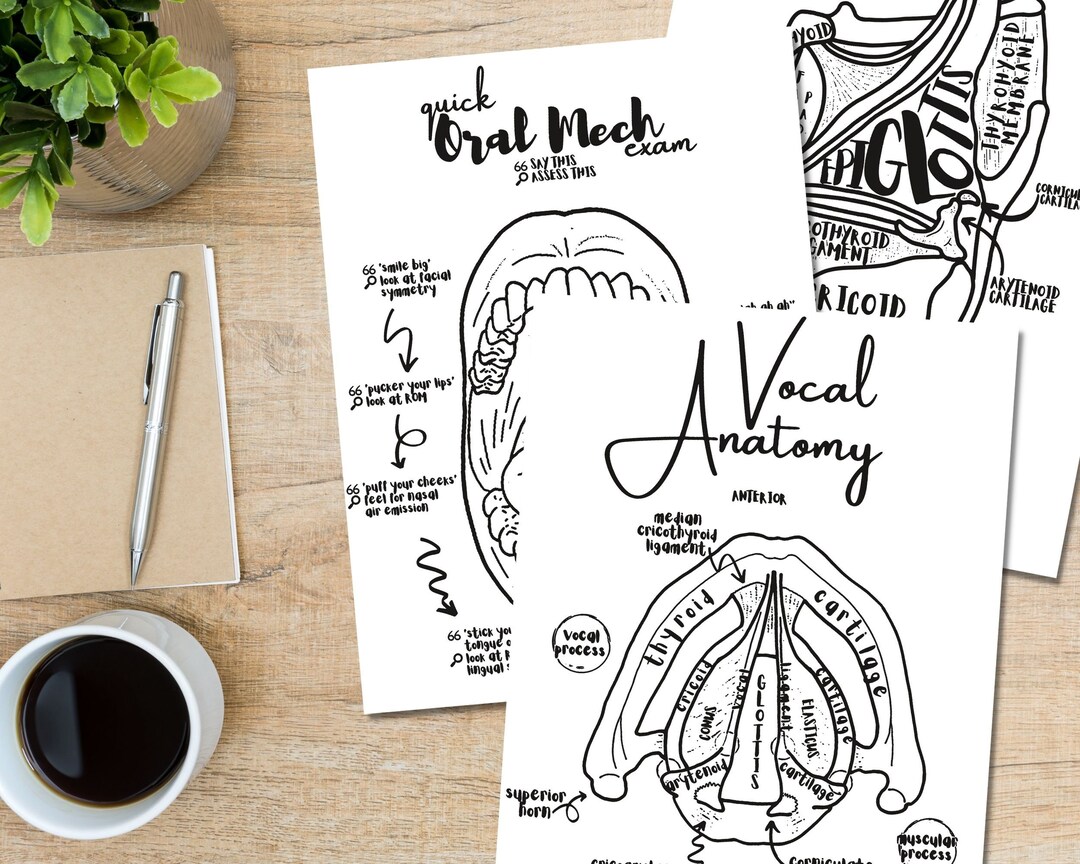 DIY SLP Anatomy Physiology Study Help Coloring Pages Set of 8 Speechie ...