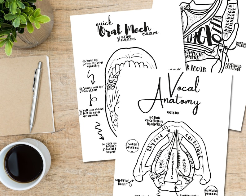 DIY SLP Anatomy + Physiology Study Help Coloring Pages - Set of 8 ...
