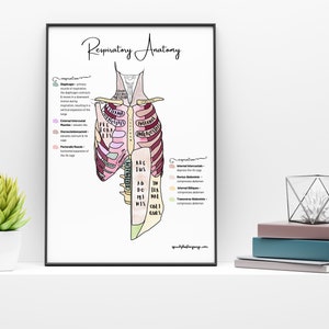 Anatomy & Physiology: Speech and Swallowing Muscles Labeled Diagram SLP ...
