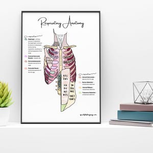 SLP Anatomical Art Prints - Speech Therapy & Vocal Anatomy - Brain ...