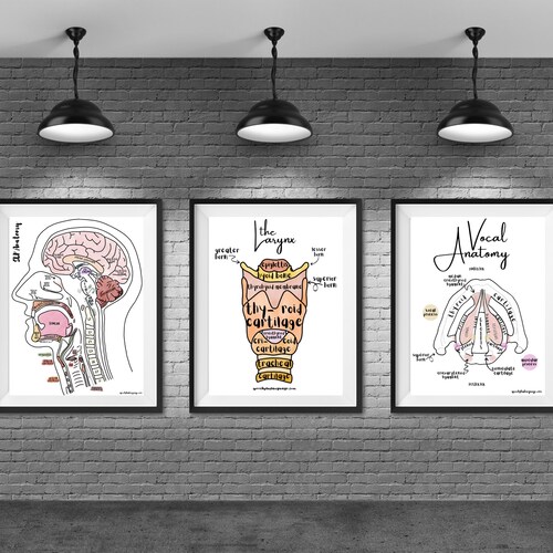Anatomy Articulation SLP Labeled Posters Set of 2 SLP - Etsy