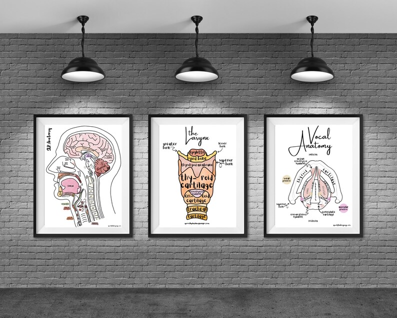 Anatomy & Physiology SLP Labeled Posters Set of 3 Speechie - Etsy