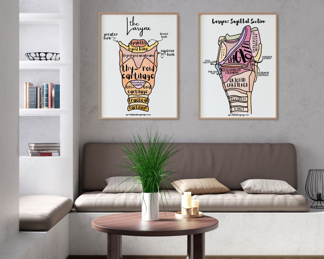 Anatomy & Physiology Larynx Diagram Labeled Posters Set of 2 | SLP ...