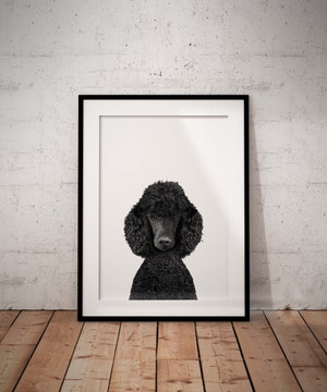 Toy Poodle on Board Car Window Sticker Caniche Pudelhund Dog Sign Decal ...