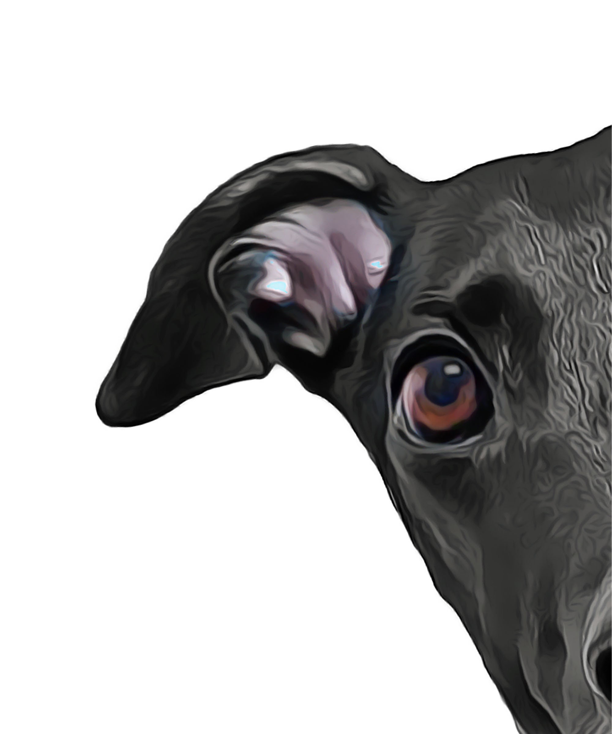 Cute Peeking Black Greyhound Whippet Giclée Art Print With - Etsy