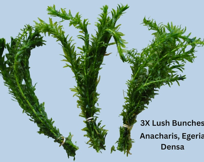 Anacharis Egeria Densa Bunch, Live Freshwater Aquarium Plant ...