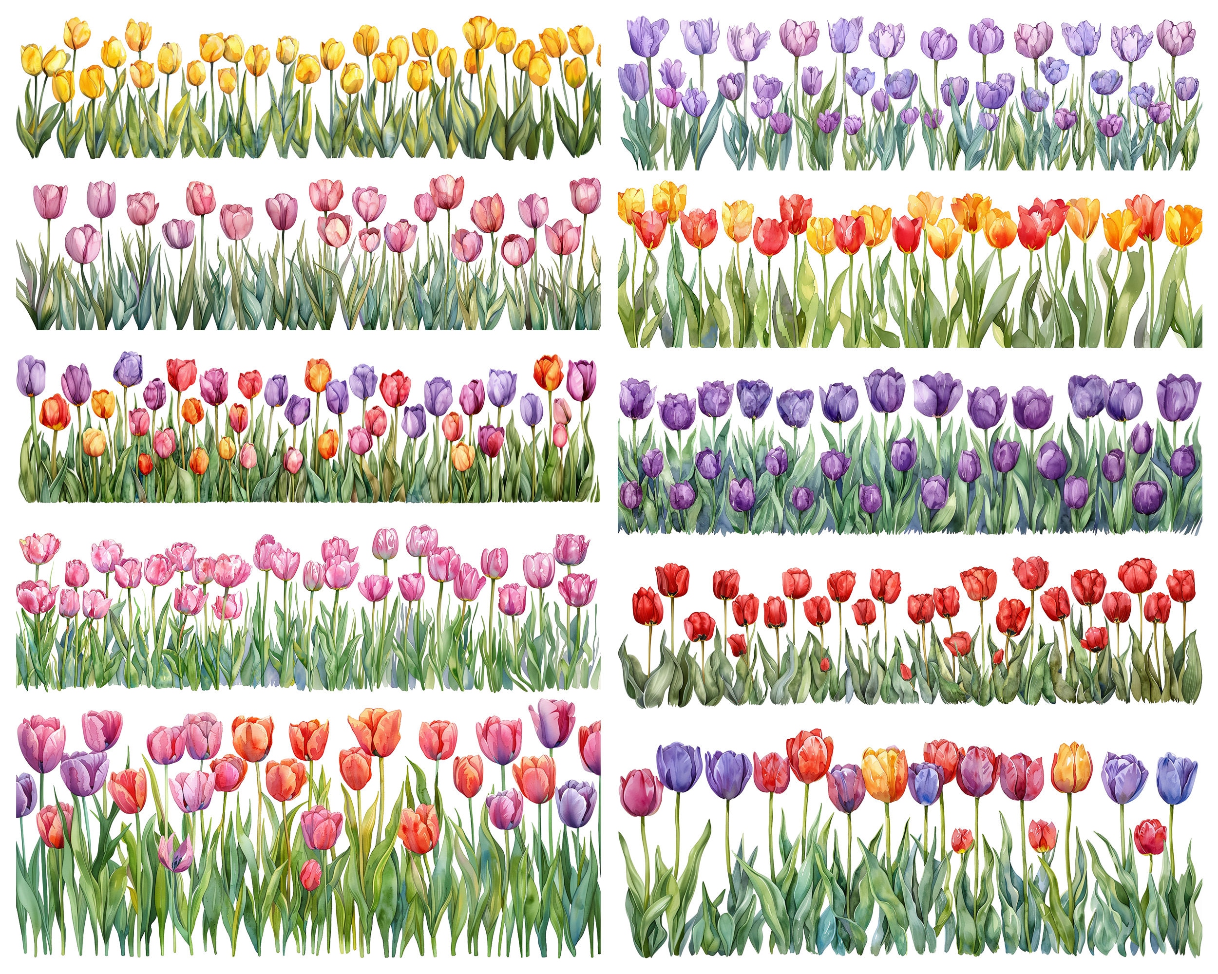 Watercolor Tulips Borders Clipart - Etsy