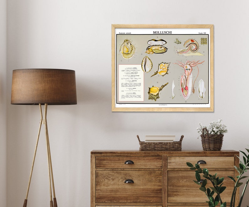 Vintage Mollusks Chart Poster: Restored 1940s Giclée Science Print - Etsy