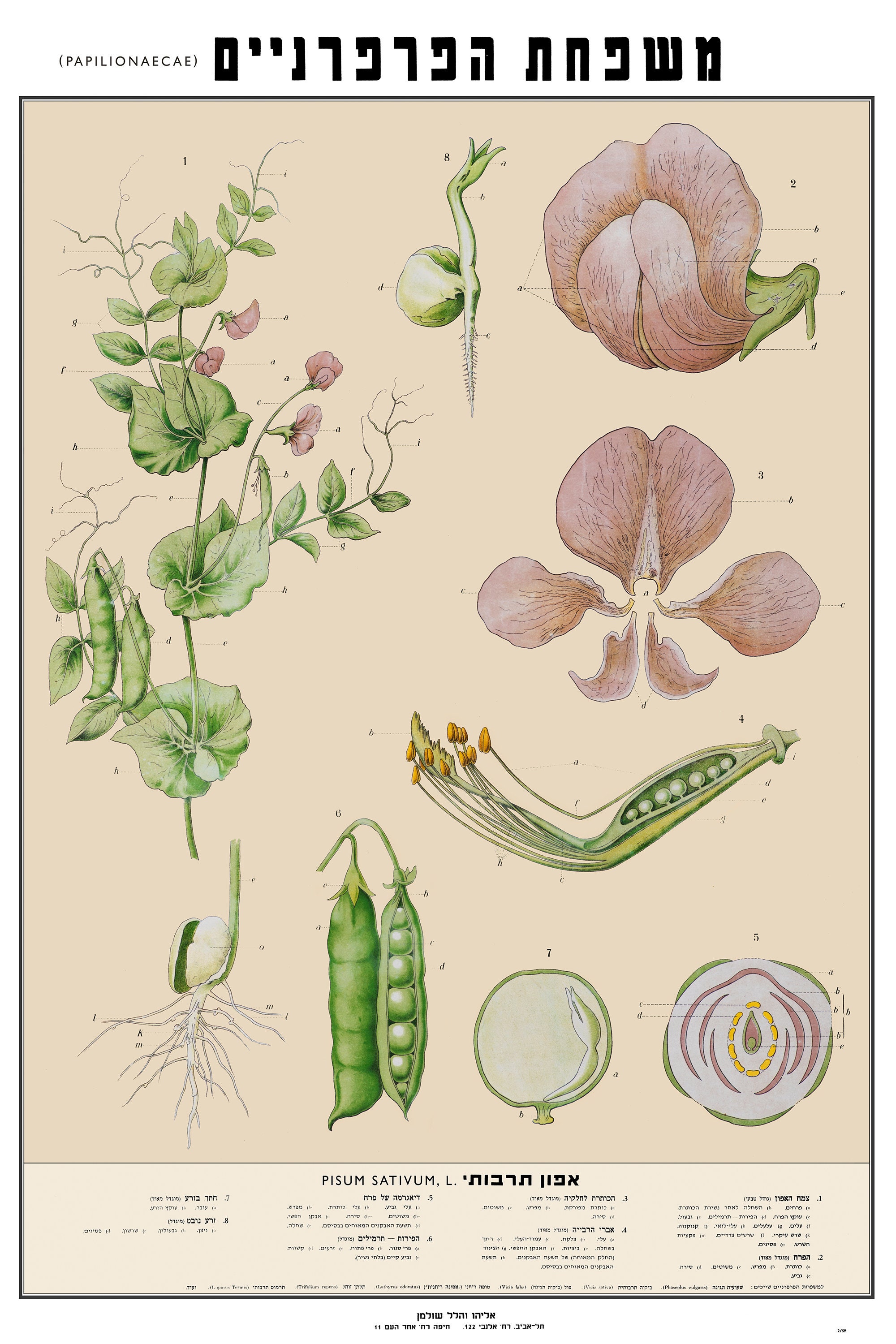 Vintage Botanical Illustration Print, Botanical Wall Art, Daisy Flower ...