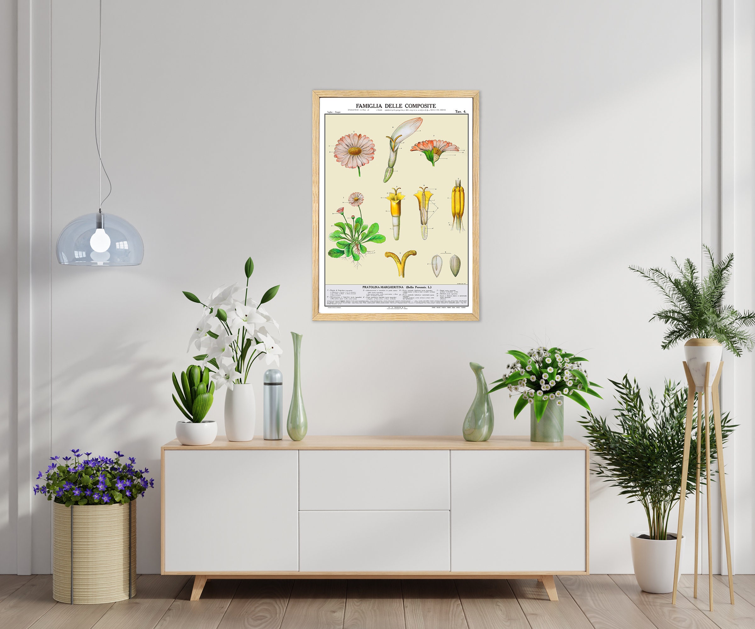 Vintage Bellis Perennis Daisy Botanical Illustration Authentic 1940s ...