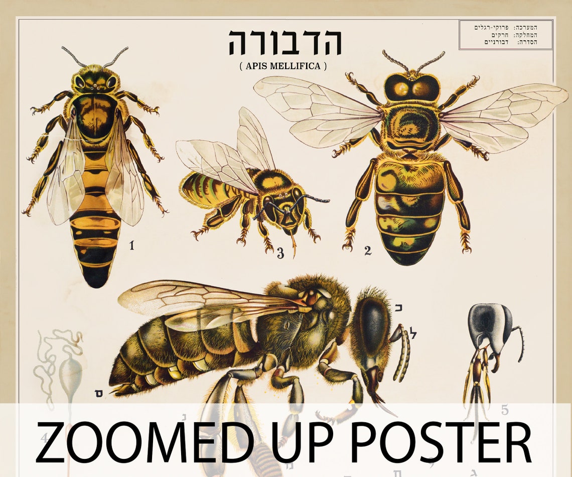 Authentic Western Honey Bee Educational Poster, Hebrew Text, Apis ...