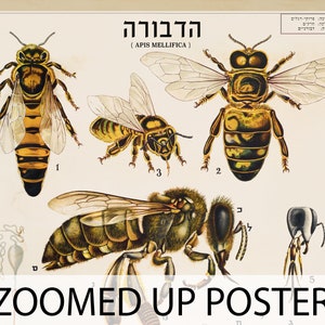 Authentic Western Honey Bee Educational Poster, Hebrew Text, Apis ...