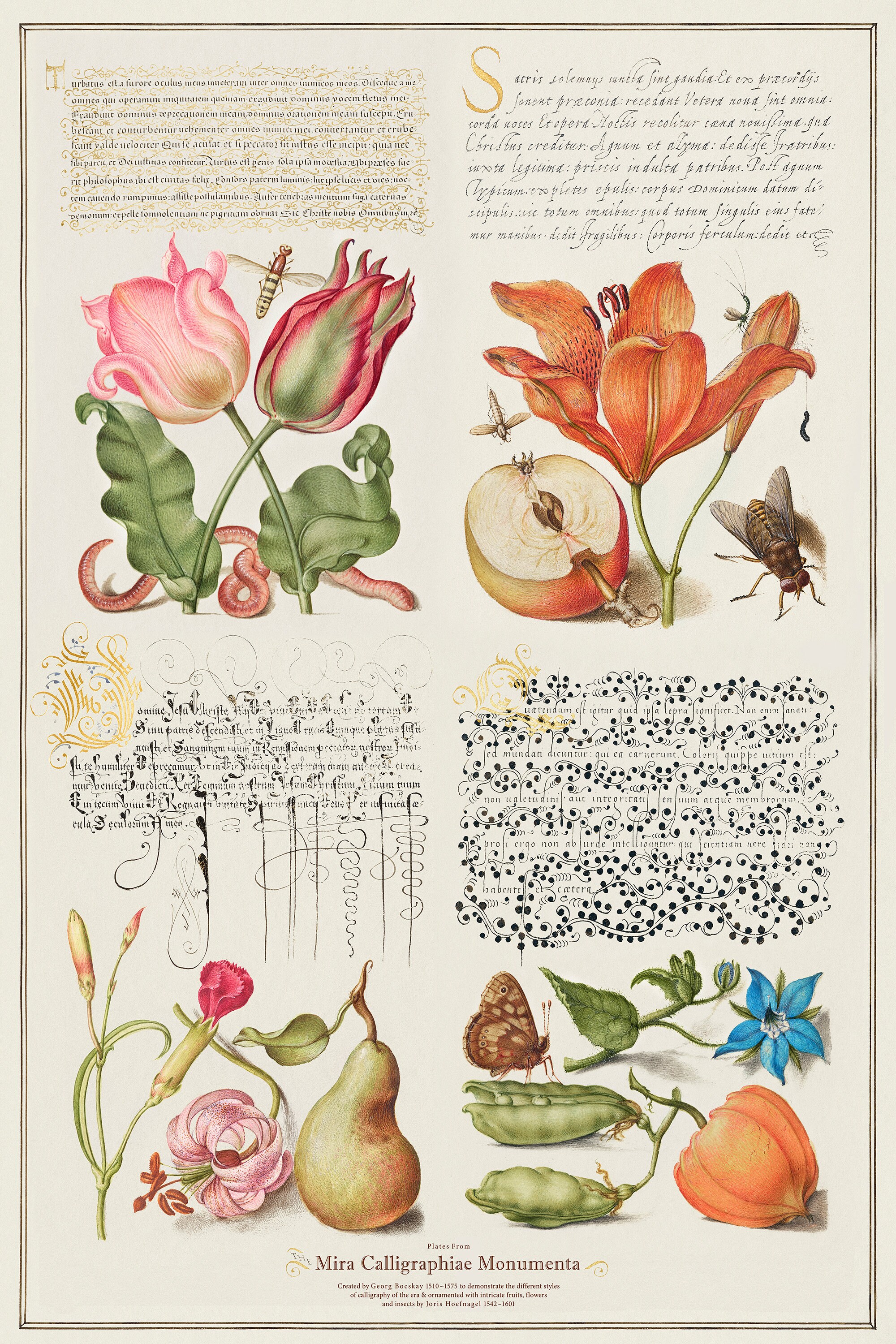 Vintage 15th Century Calligraphy Botanical Illustrations Poster, Joris ...