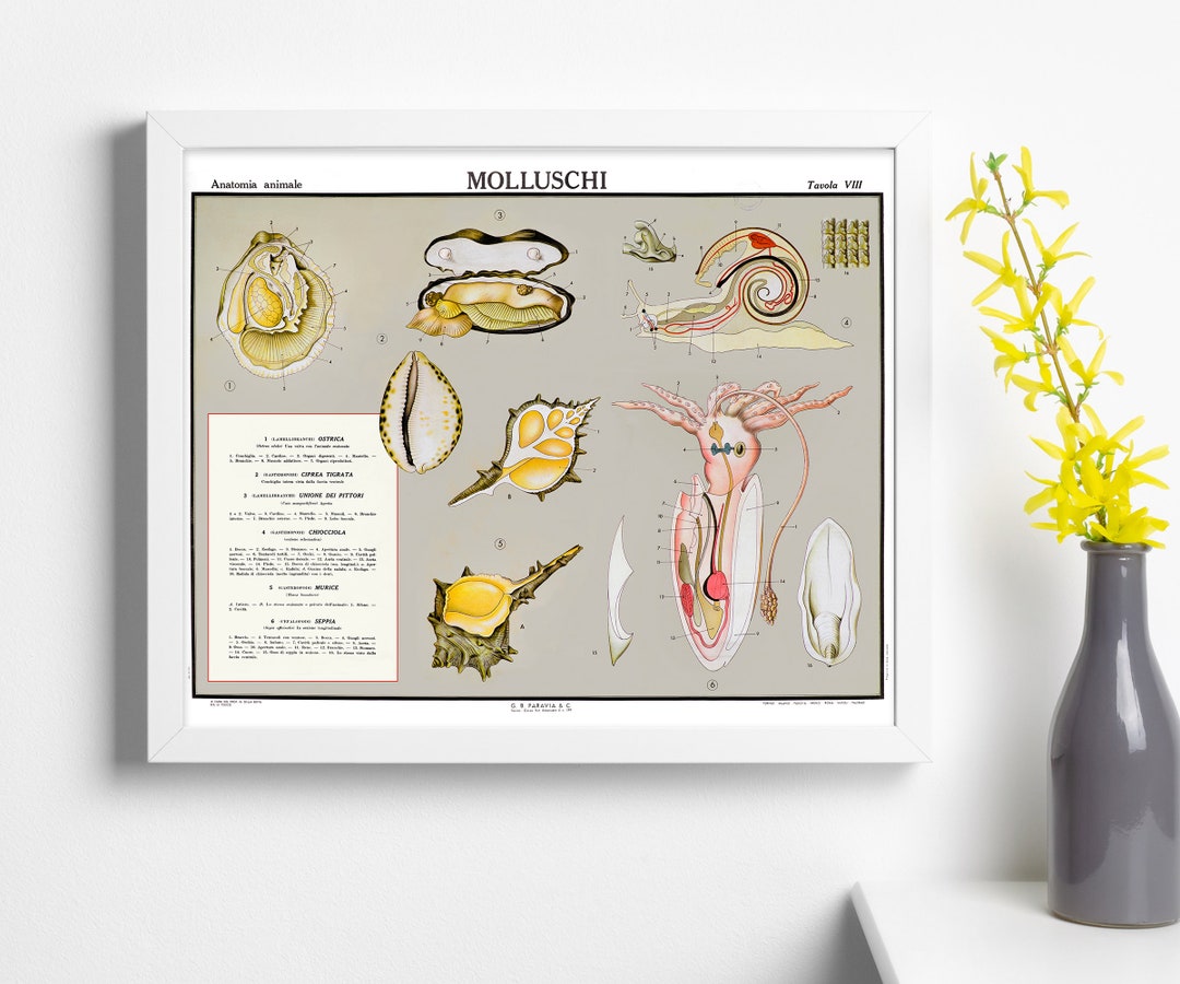 Vintage Mollusks Chart Poster: Restored 1940s Giclée Science Print - Etsy