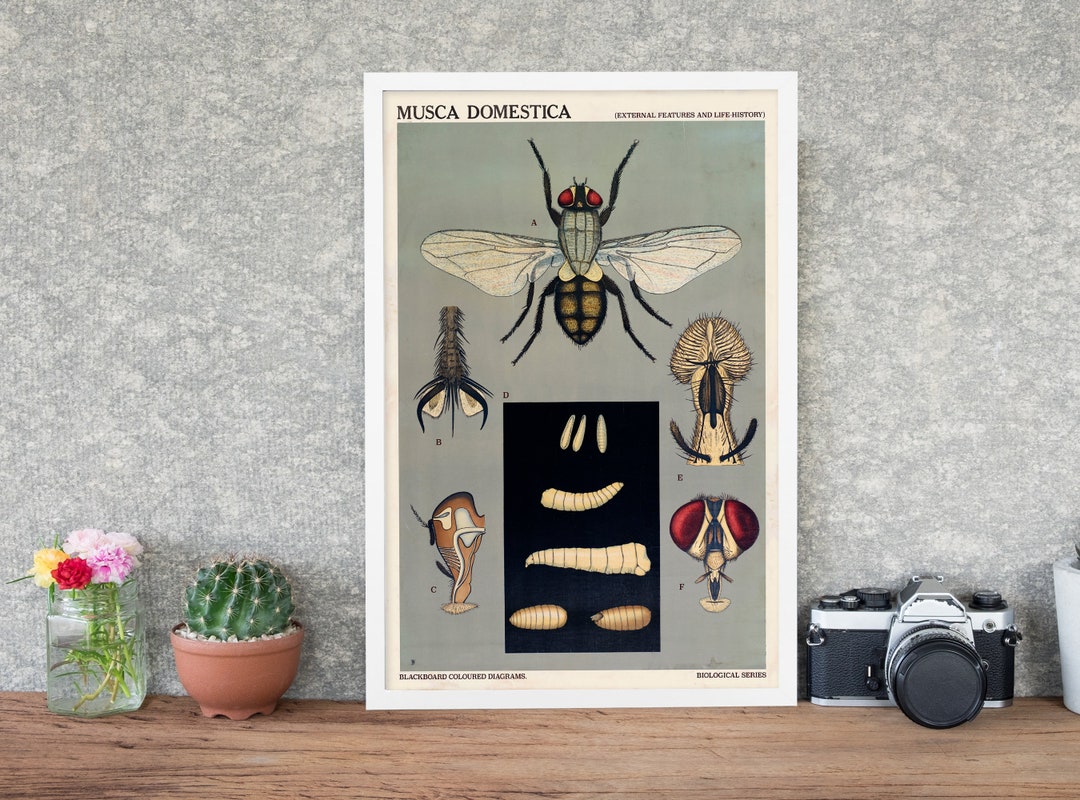 1940s Restored Vintage Housefly Anatomical Chart Musca Domestica ...