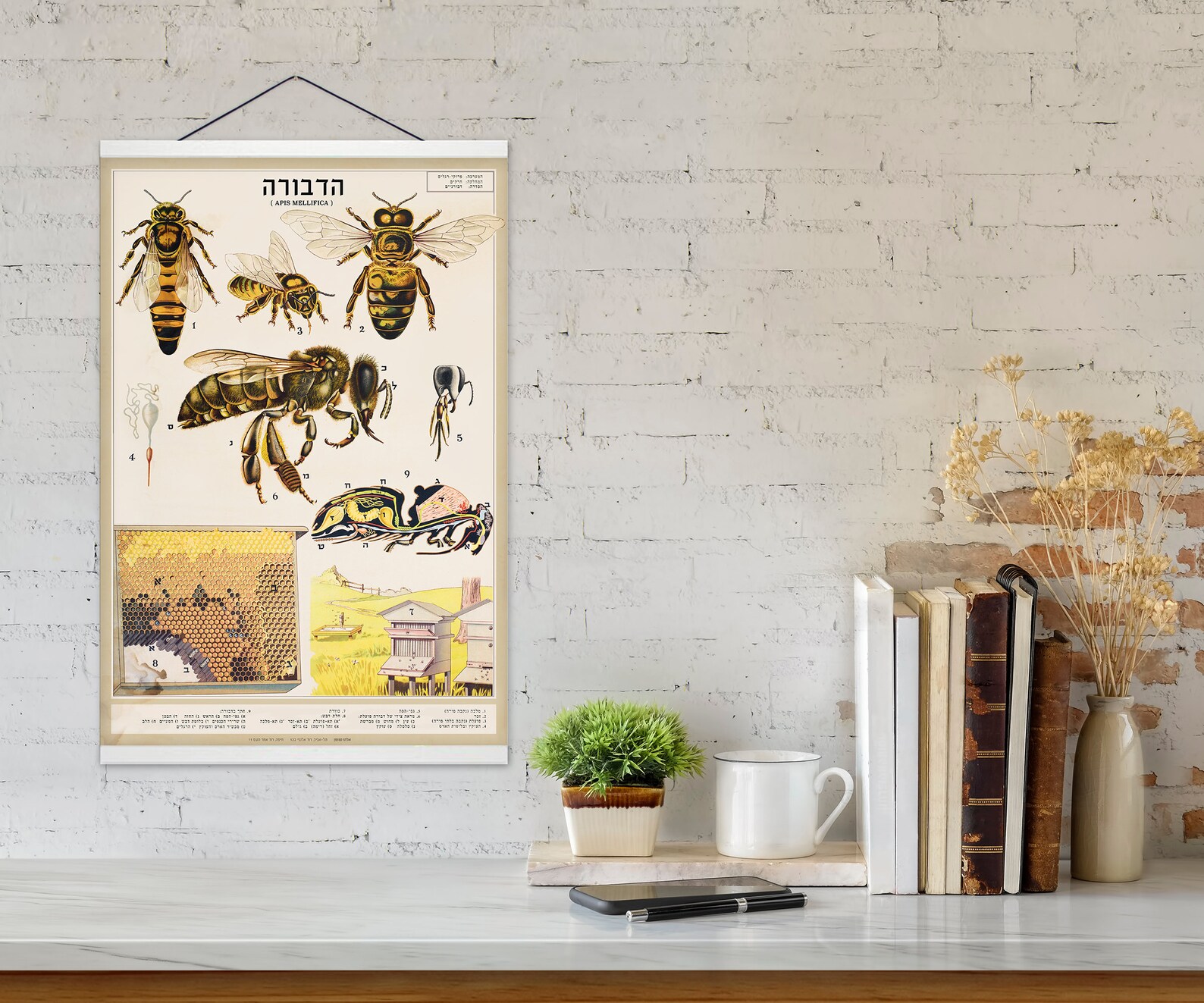 Authentic Western Honey Bee Educational Poster, Hebrew Text, Apis ...