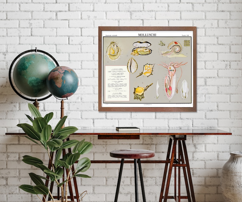 Vintage Mollusks Chart Poster: Restored 1940s Giclée Science Print - Etsy