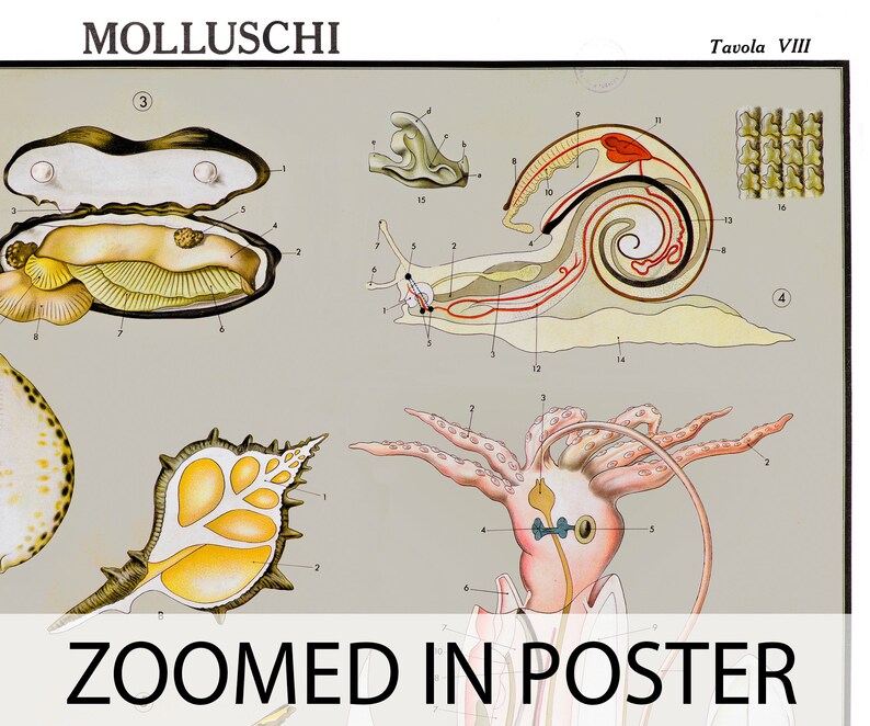 Vintage Mollusks Chart Poster: Restored 1940s Giclée Science Print - Etsy