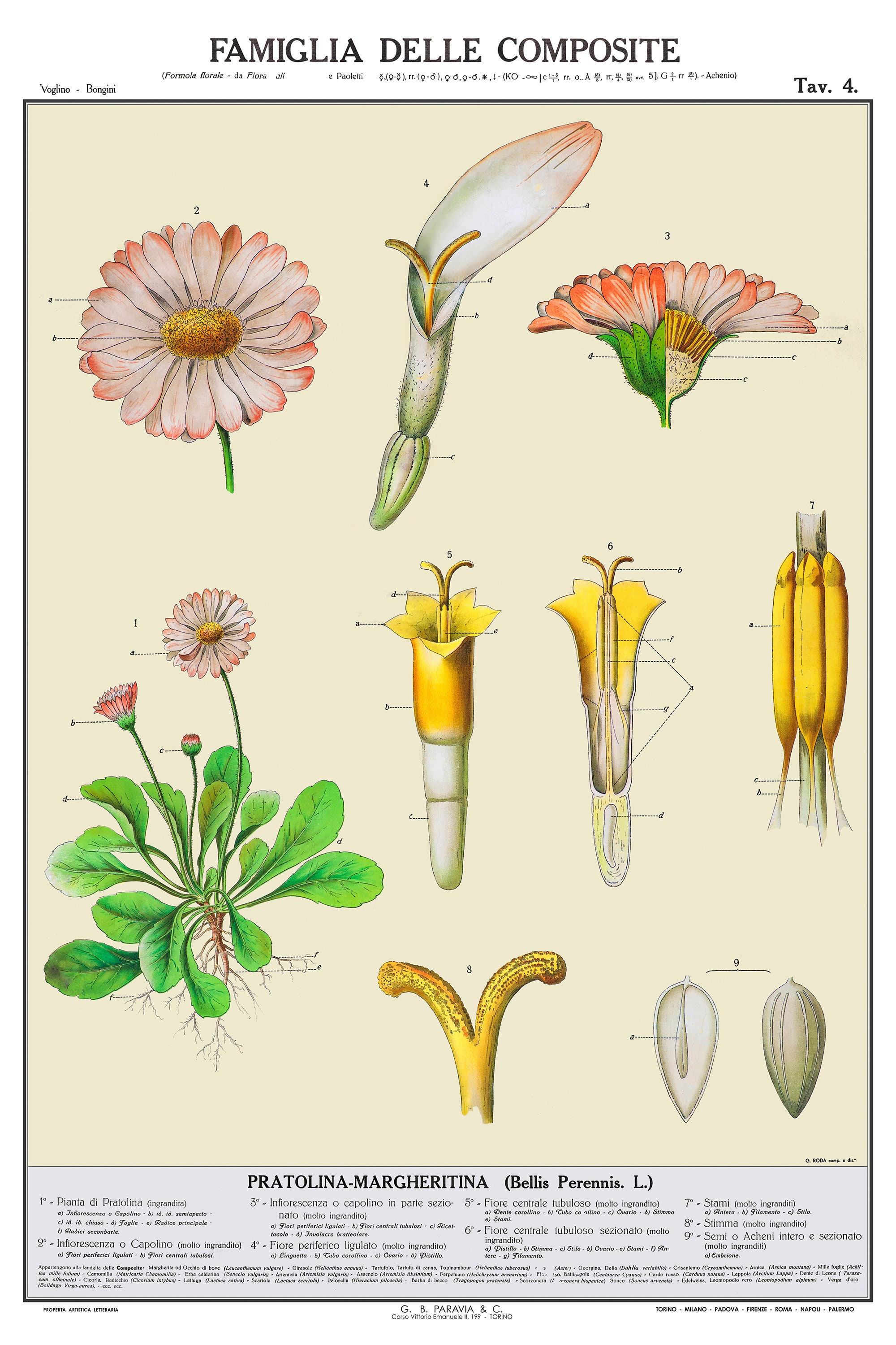 Vintage Bellis Perennis Daisy Botanical Illustration Authentic 1940s ...
