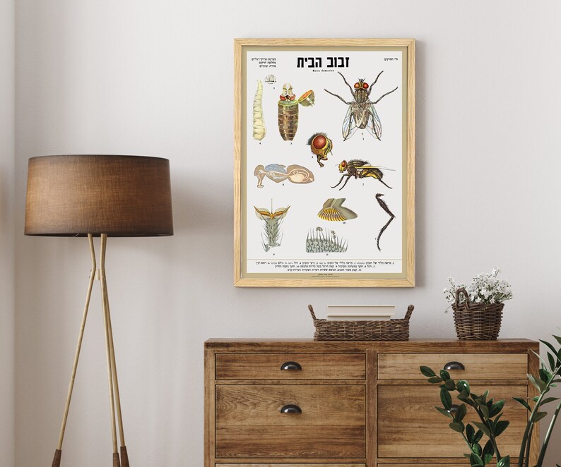 Restored 1940s Housefly Anatomy Poster in Hebrew Scientific Vintage ...