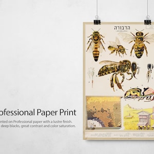 Authentic Western Honey Bee Educational Poster, Hebrew Text, Apis ...