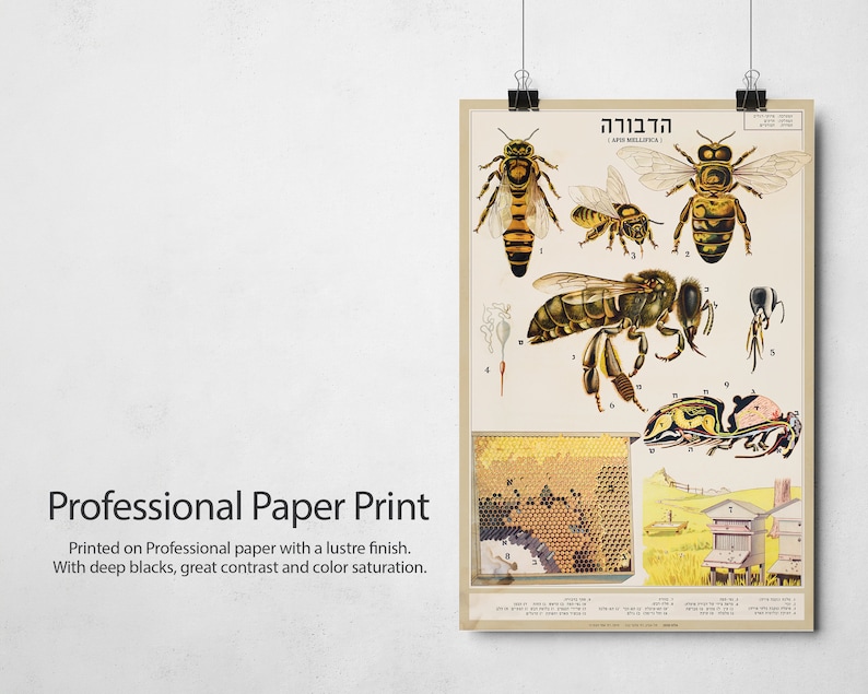 Authentic Western Honey Bee Educational Poster, Hebrew Text, Apis ...