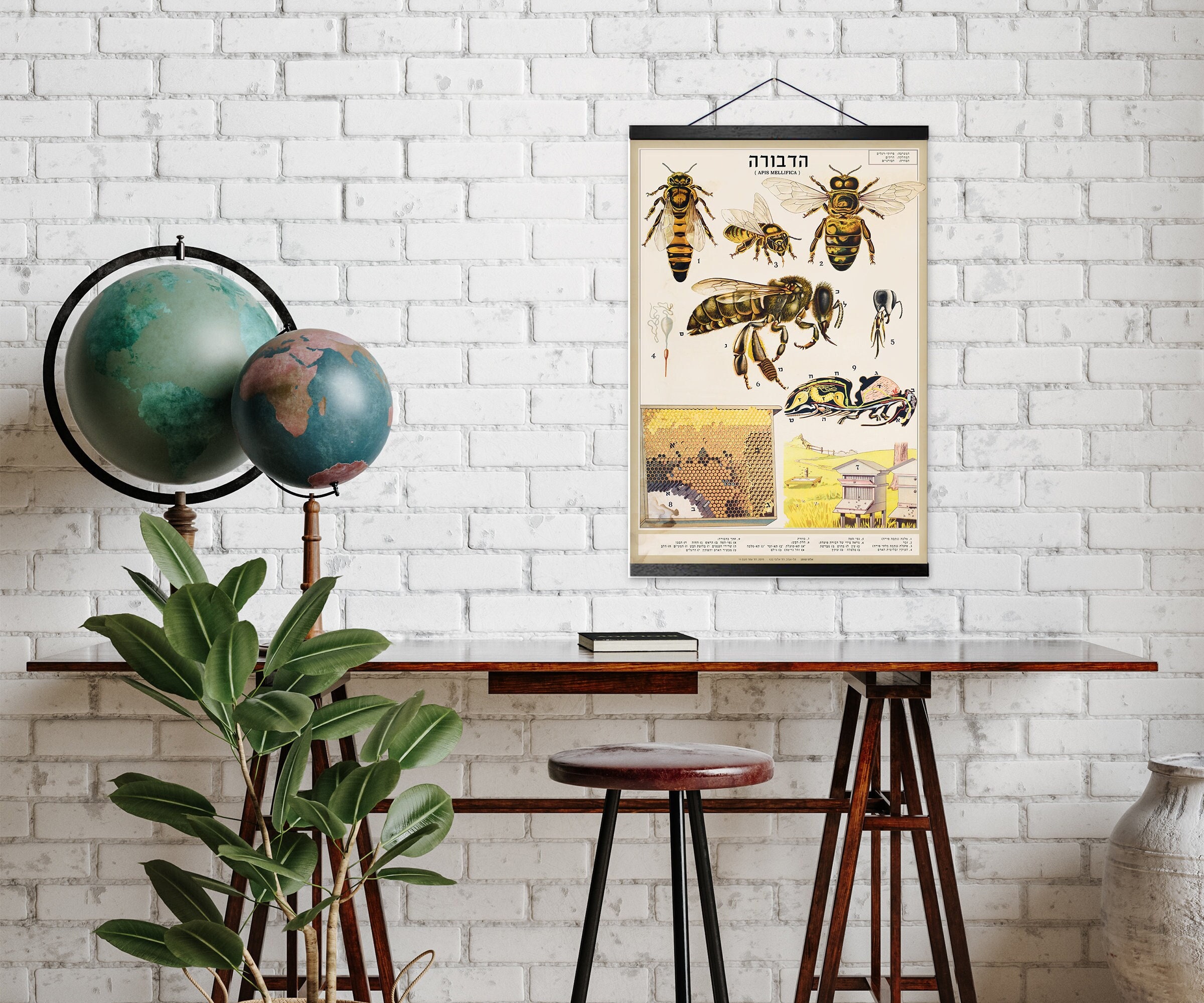 Authentic Western Honey Bee Educational Poster, Hebrew Text, Apis ...