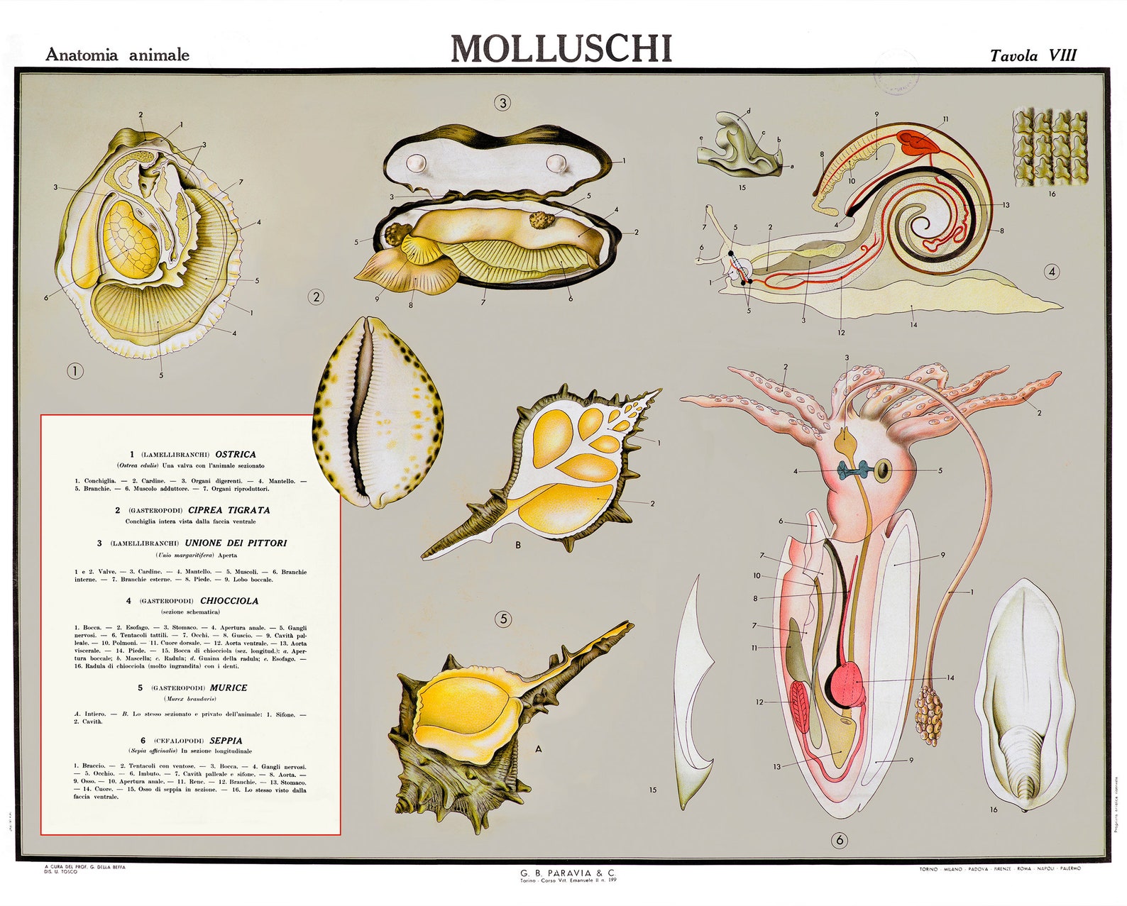 Vintage Mollusks Chart Poster: Restored 1940s Giclée Science Print - Etsy
