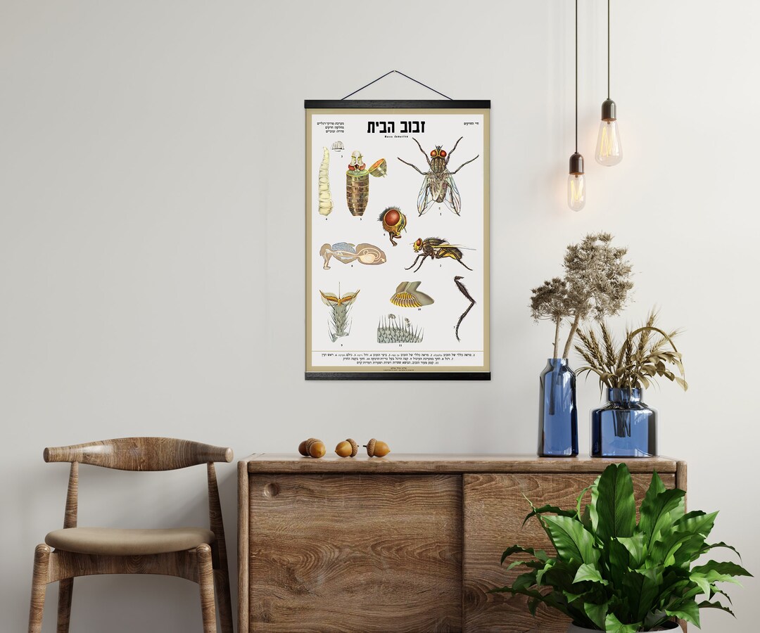 Vintage Housefly Anatomy Wall Art - Educational Musca Domestica Print ...