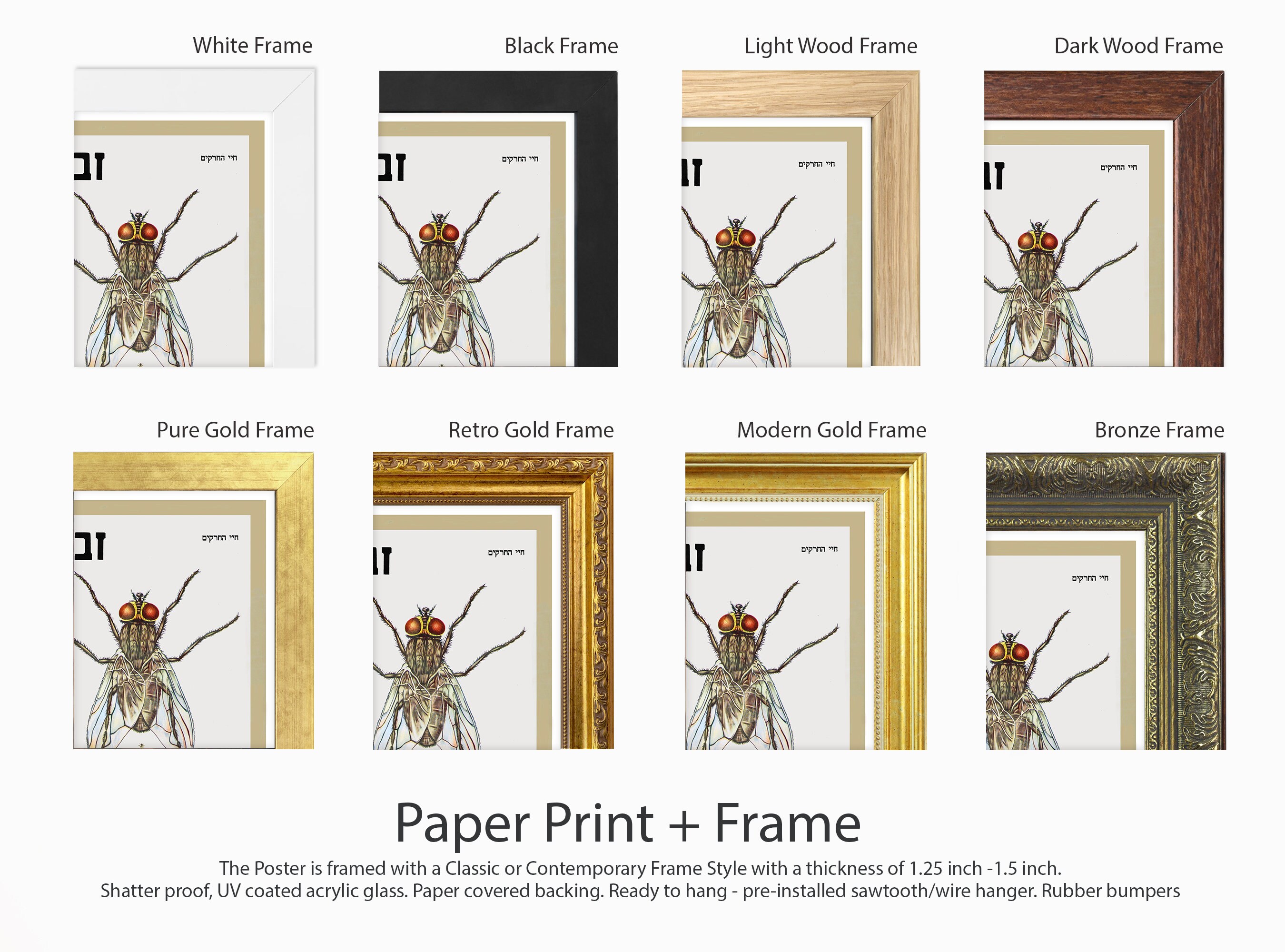 1940s Restored Vintage Housefly Anatomical Chart Musca Domestica Lifecycle Educational Print Etsy