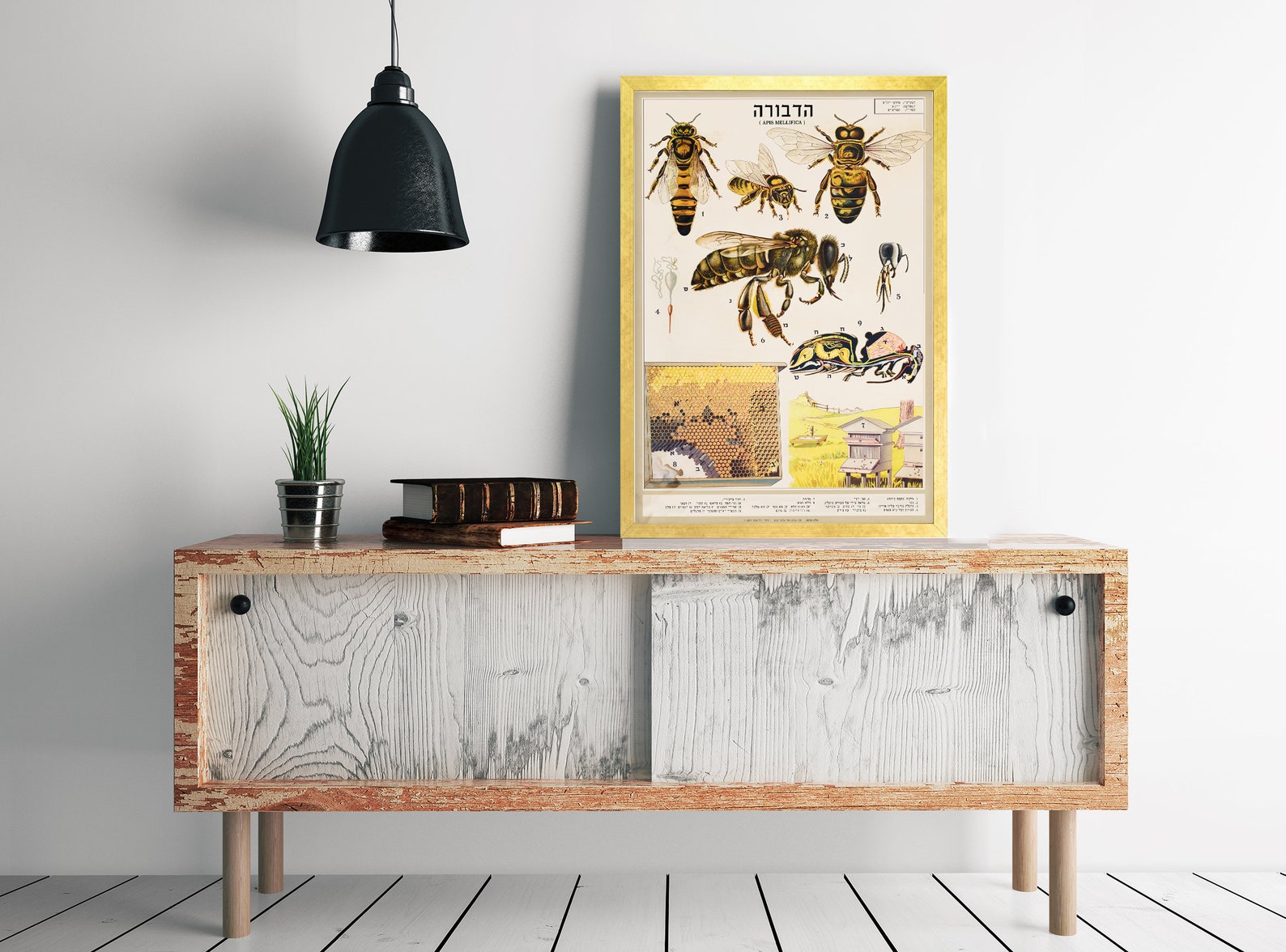 Authentic Western Honey Bee Educational Poster, Hebrew Text, Apis ...