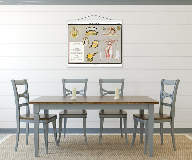 Vintage Mollusks Chart Poster: Restored 1940s Giclée Science Print - Etsy