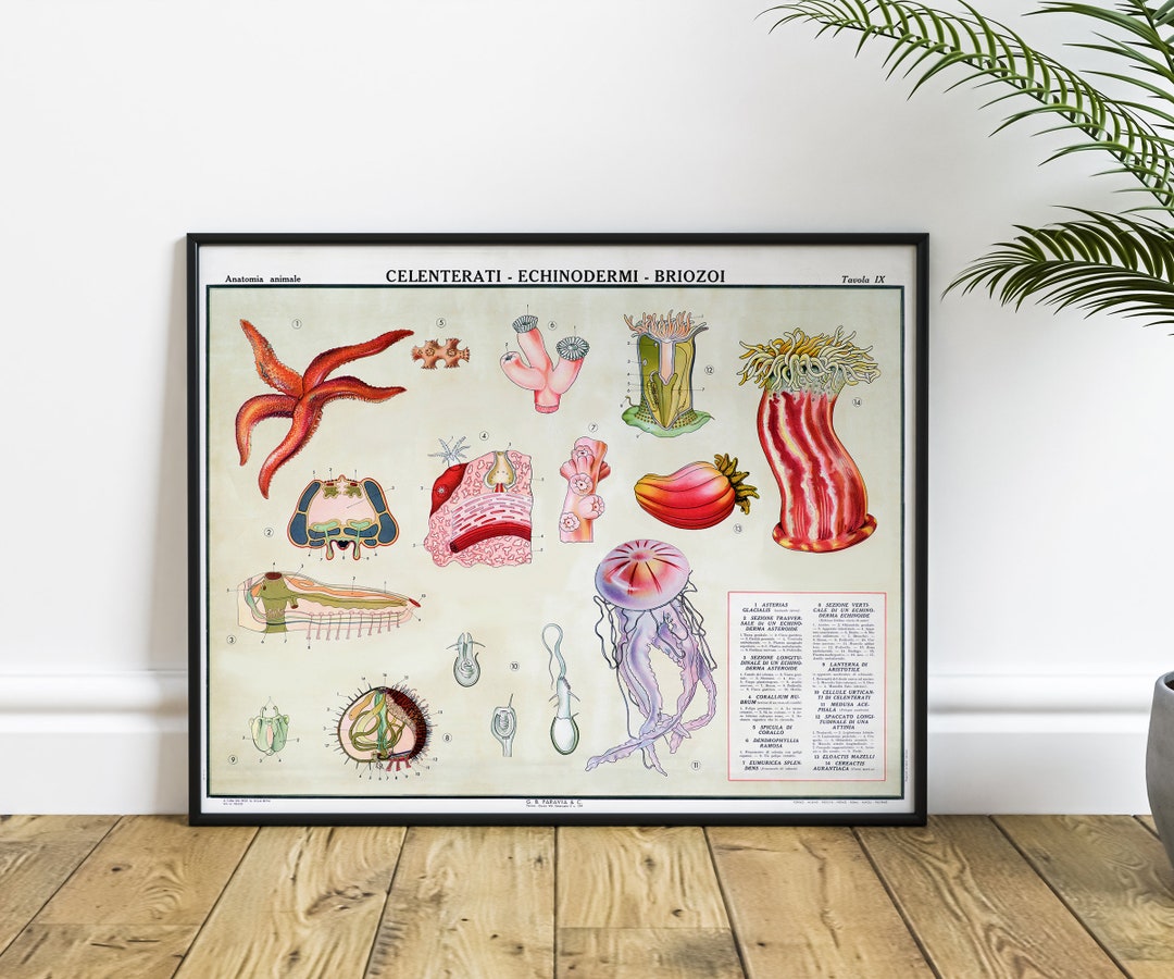 Vintage Marine Life Anatomy Chart: 1940s Ocean Species Giclée Print ...