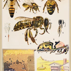 Authentic Western Honey Bee Educational Poster, Hebrew Text, Apis ...