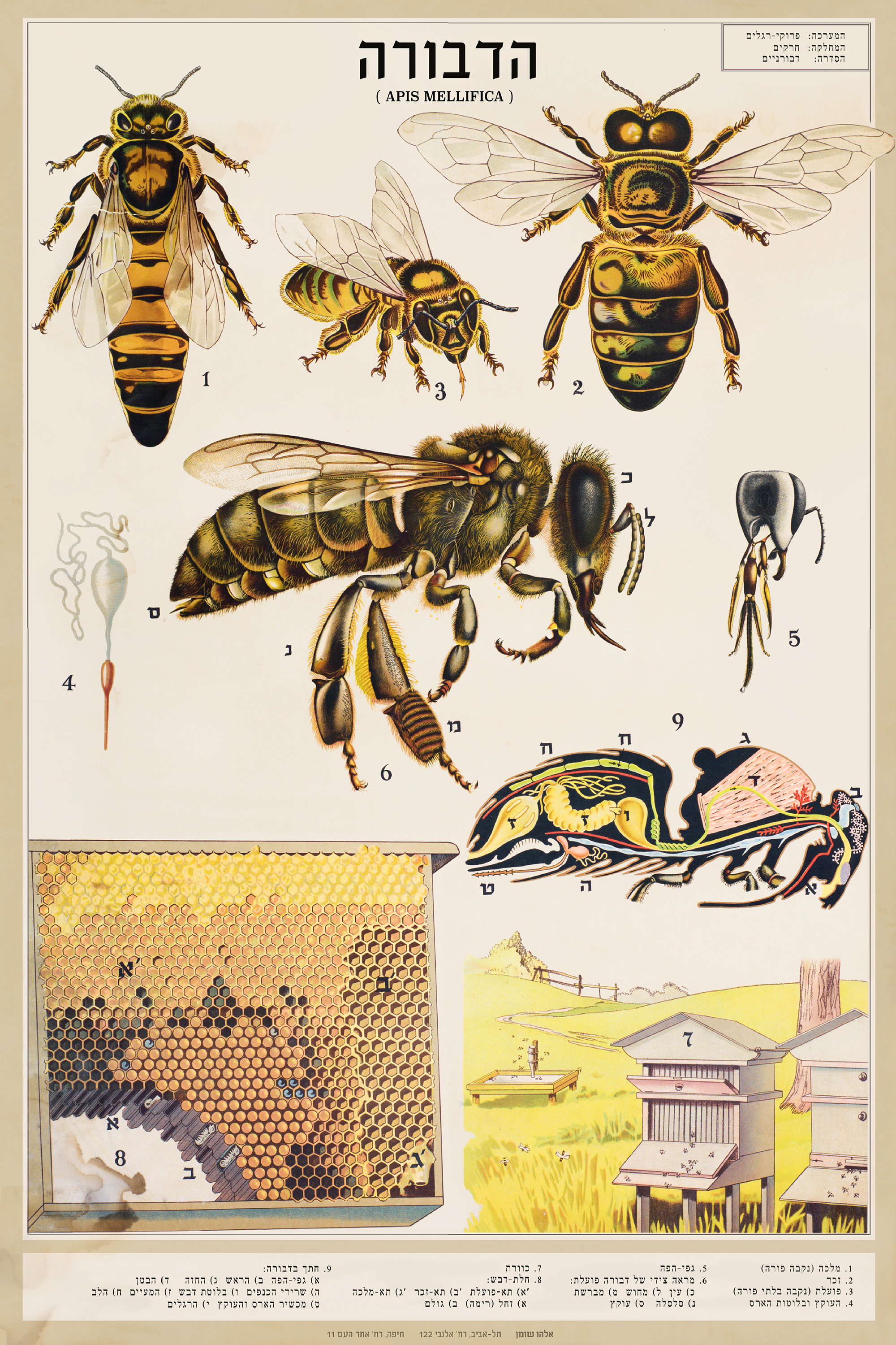 Authentic Western Honey Bee Educational Poster, Hebrew Text, Apis ...