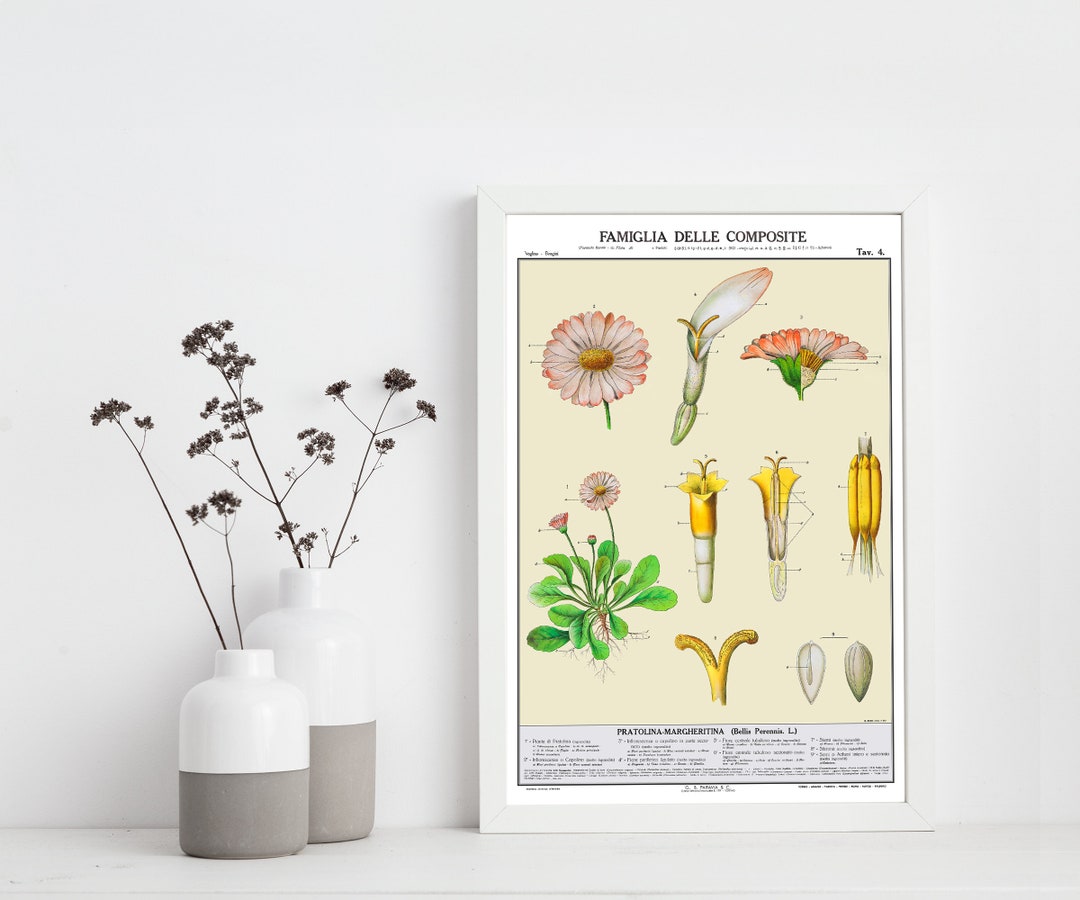 Vintage Bellis Perennis Daisy Botanical Illustration Authentic 1940s ...