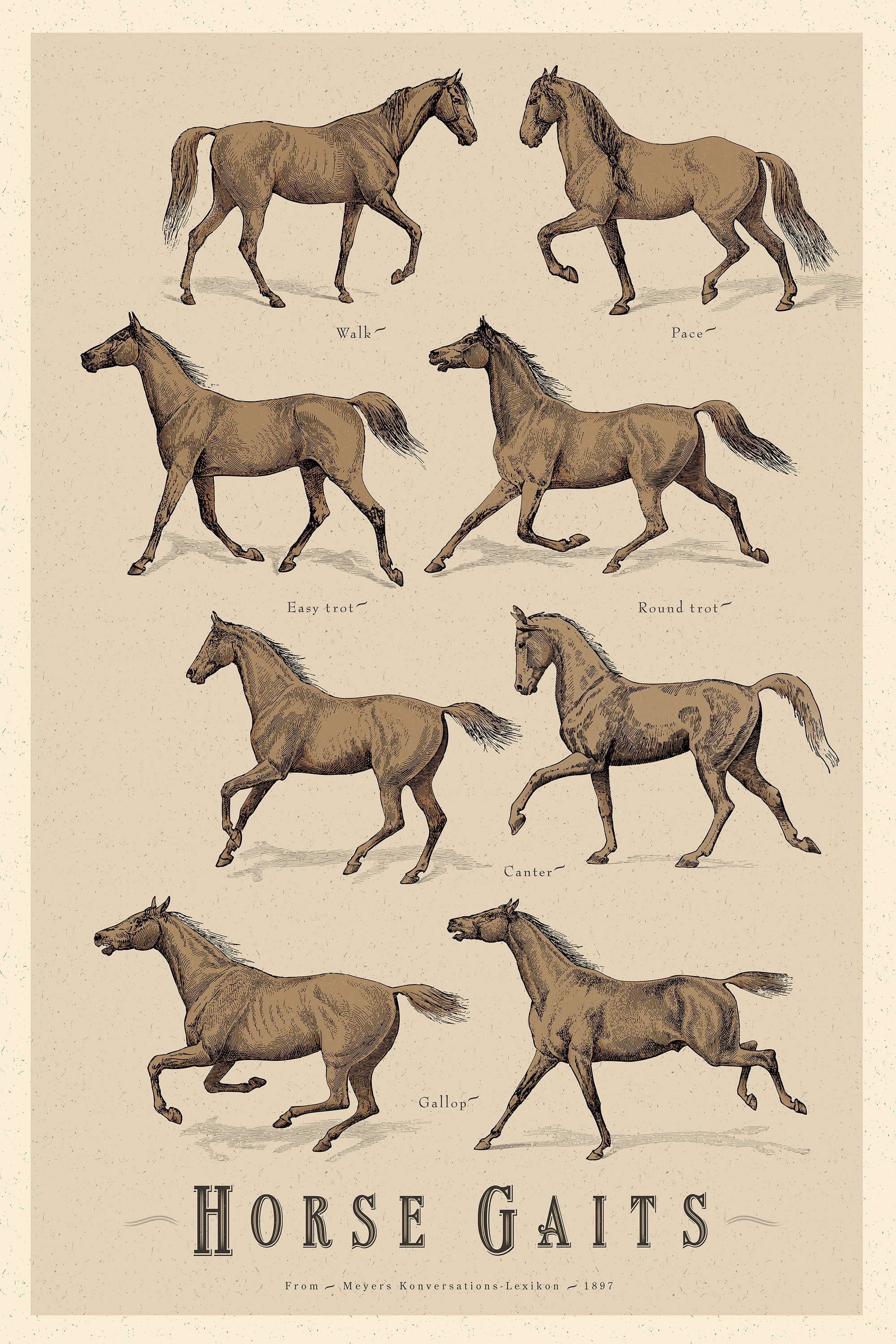 Classic Meyers Lexikon Horse Gaits Poster: Detailed Historical ...