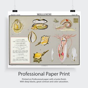 Vintage Mollusks Chart Poster: Restored 1940s Giclée Science Print - Etsy