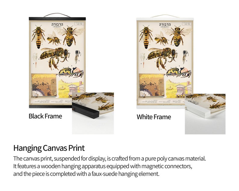 Authentic Western Honey Bee Educational Poster, Hebrew Text, Apis ...